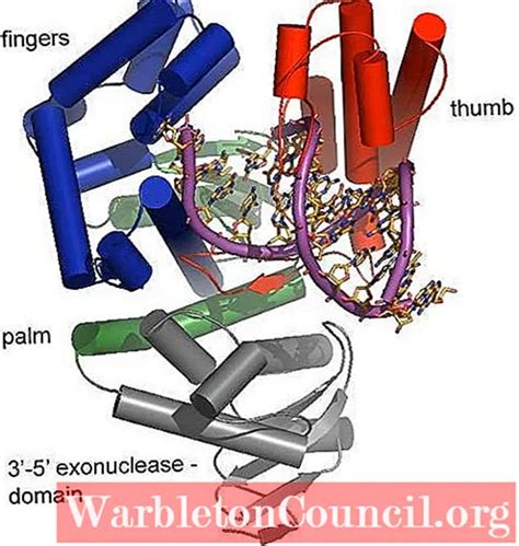 Exonuclease Characteristics Structure And Functions Science 2025
