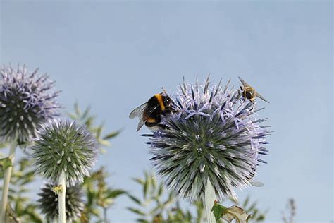 A Bumblebee Insect Bubble Graphic Vector Insect Bubble Graphic Png And Vector With