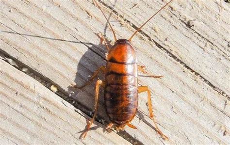 Aventura Fl Asian Cockroach Control Native Pest Management