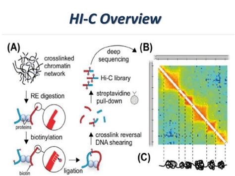 Chromatin Conformation Capture Pdf Chemistry Science