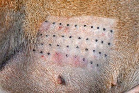 Dog Allergy Testing Benefits Types And Costs Great Pet Care
