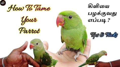 Growing Indian Ringneck Babies Ringneck Parrot Growth Stages