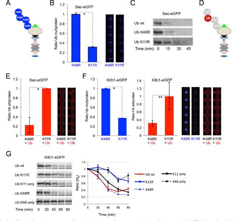 Figure 5 From Integrated Microfluidics For Protein Modification Discovery S Semantic Scholar