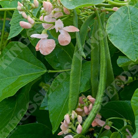Runner Bean Sunset Seed Kings Seeds A Leading Supplier Of Vegetable Seeds In Essex Uk
