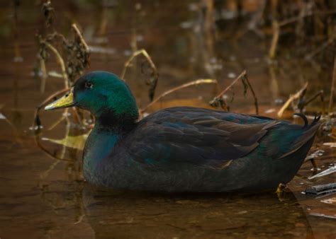 Cayuga Duck Breed Fun Facts About This Majestic Black Duck