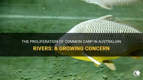 The Proliferation Of Common Carp In Australian Rivers A Growing Concern PetShun