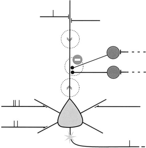 Figure 2 From A Spike Based Learning Rule For Generation Of Invariant
