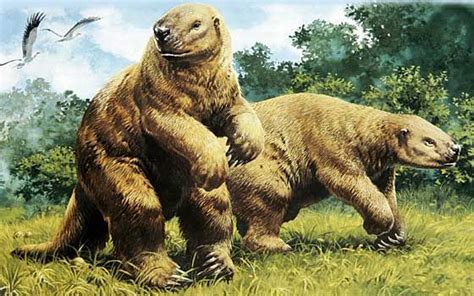 17 Best Images About Giant Sloths On Pinterest South America