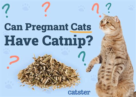 Can Pregnant Cats Have Catnip Vet Verified Risks Safety Guide Catster