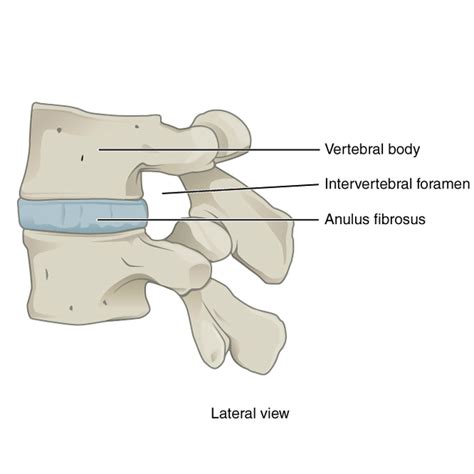 Intervertebral Foramen Nerve Infiltrations And Guided Injections