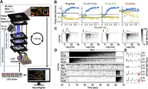 Figures And Data In Optogenetic Feedback Control Of Neural Activity Elife