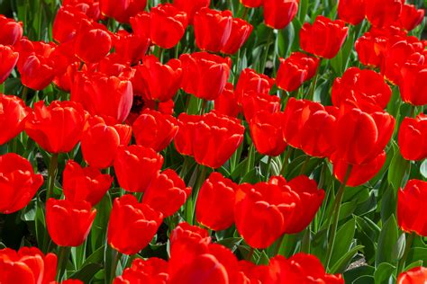 개화기 경치 공원 꽃 관상용 식물 꽃 장식 꽃무늬 꽃밭 꽃이 피는 꽃잎 네덜란드 튤립 다채로운 도시 식물상 들판 마드리드 마드리드 공동체 마드리드