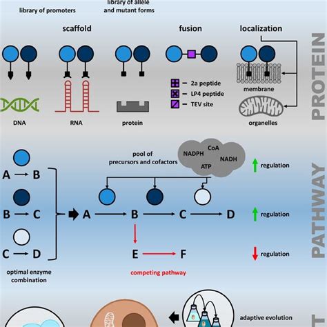 Pdf Heterologous Metabolic Pathways Strategies For Optimal