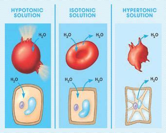 21 Best Images About Isotonic Hypotonic Hypertonic On Pinterest Canvas Prints Osmotic