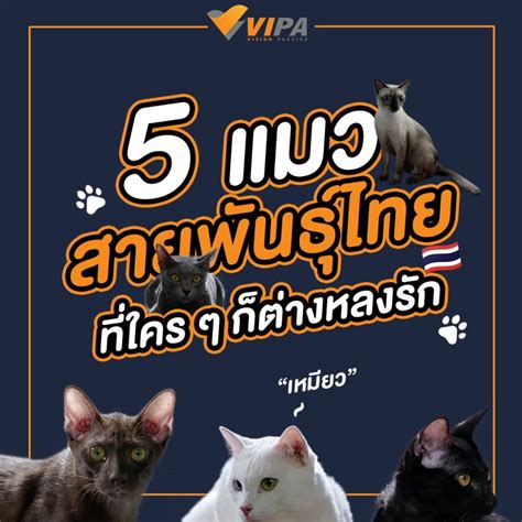 [highlight] 5 แมว สายพันธุ์ไทย ที่ใคร ๆ ก็ต่างหลงรัก สารคดี ภาคภูมิ