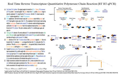 Quantitative Real Time Reverse Transcriptase Pcr Current Medicament