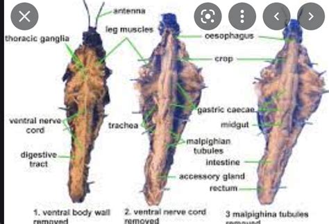 Romelea Grasshopper Dissection Diagram Quizlet