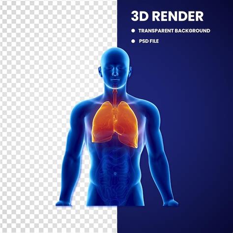Premium Psd 3d Human Lungs Object