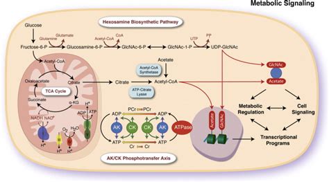 Metabolic Plasticity In Stem Cell Homeostasis And Differentiation Cell Stem Cell