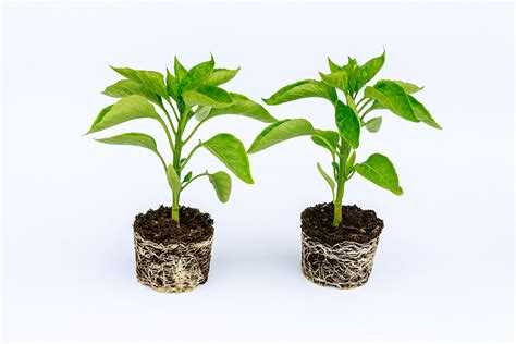 根系植物图片大全 根系植物高清图片下载 觅知网
