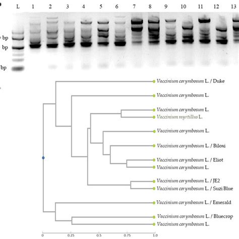 Obtained Fingerprints A And Constructed Dendrogram B Based On The
