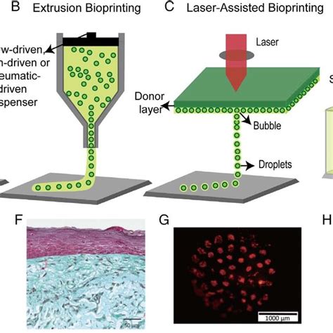 Different 3d Bioprinting Techniques A Inkjet Based B Download