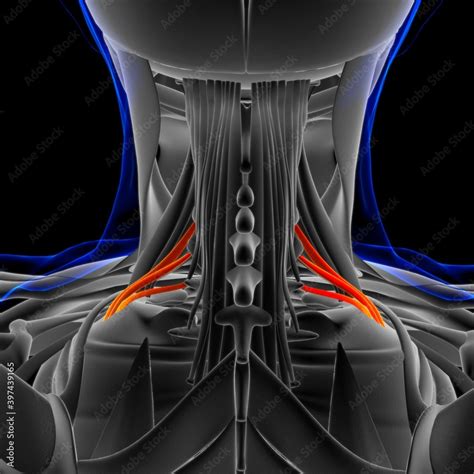 Scalenus Posterior Muscle Anatomy For Medical Concept 3d Illustration