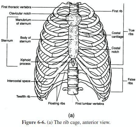 Rib Cage Diagram Rib Cage Anatomy Labeled Solved Cadore Figure 75 21