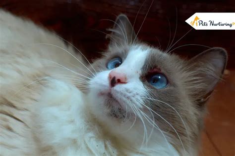 Cat Acne