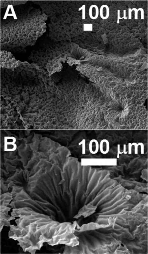 Scanning Electron Micrographs A And B Showing The Morphology Of A Download Scientific Diagram