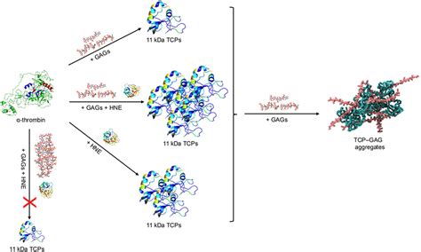 Thrombin Derived C Terminal Peptides Bind And Form Aggregates With Sulfated Glycosaminoglycans