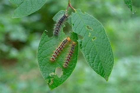 How To Identify And Control White Grubs Gardeners Path