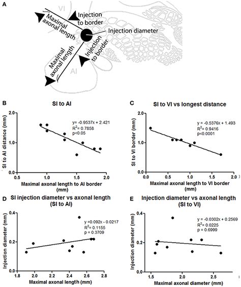 Correlation Between Injection Location Size And Maximal Axonal