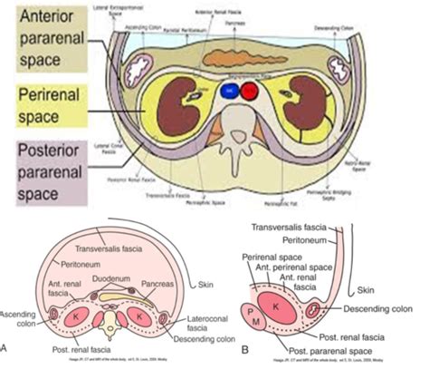 Retroperitoneum Flashcards Quizlet