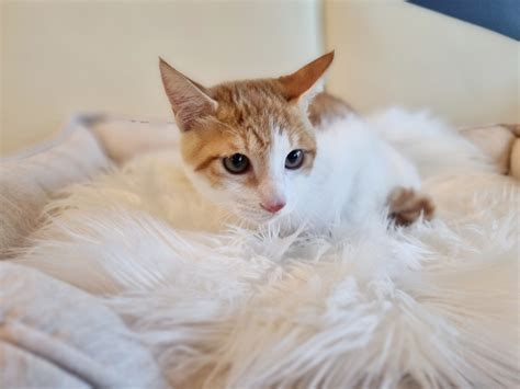 코리안숏헤어 치즈 대형견임시보호 소형견임시보호 고양이임시보호 유기견특징 유기묘특징 강아지특징 소형견특징 중형견특징 대형견특징 말티즈특징 말티푸특징 비숑프리제특징 미니