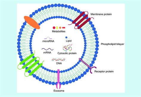 Exosome Isolation And Characterization Solutions