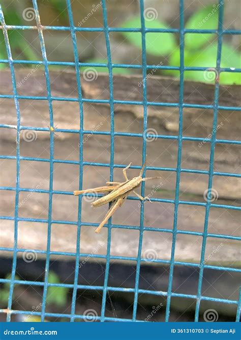 Grasshoppers Are Sunbathing Stock Image Image Of Window Wildlife 361310703