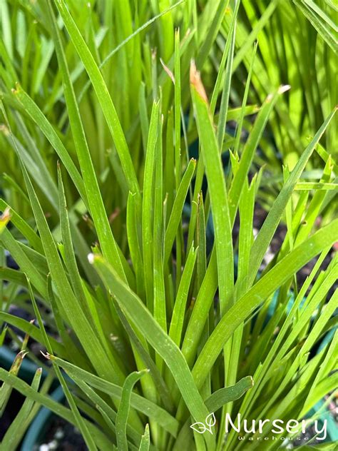Lomandra Lime Tuff Hardy Grass With Lime Foliage Nursery Warehouse