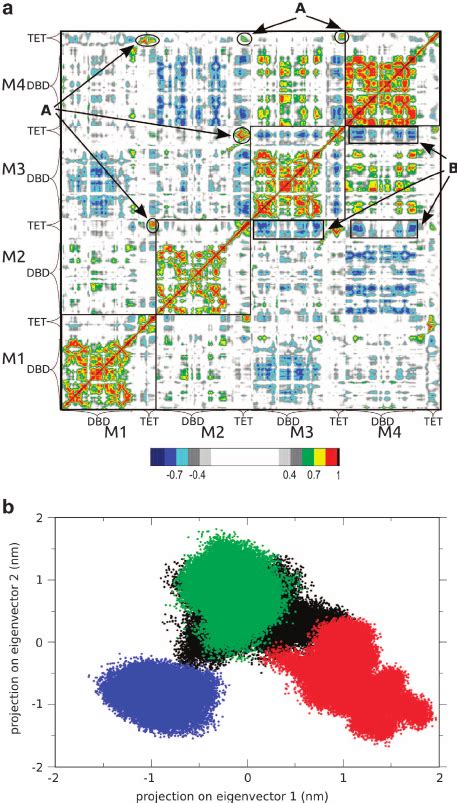 A Dcc Map For The P53 Tetramer Four Squares Delimit The Intra Dbd Download Scientific