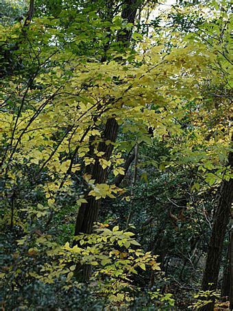 タカノツメ Gamblea innovans ウコギ科 Araliaceae タカノツメ属 三河の植物観察