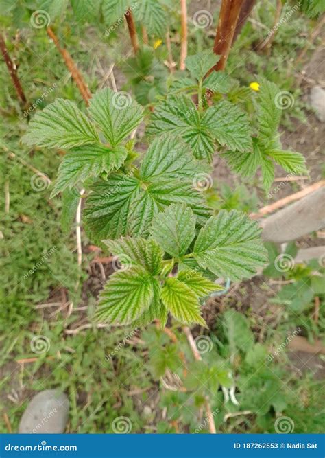 Raspberry Sprouts Of Raspberries Young Raspberries Springï¿¼ Stock Image Image Of Spring
