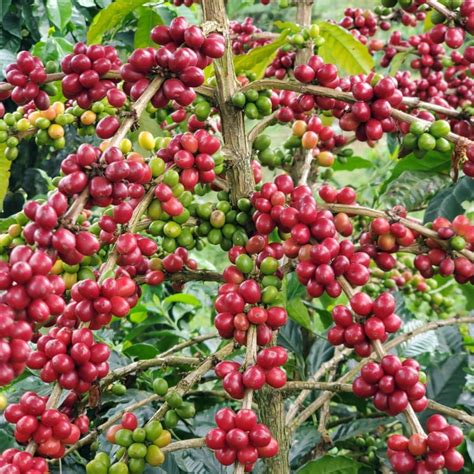 SudÁn RumÉ Natural Cafe Granja La Esperanza
