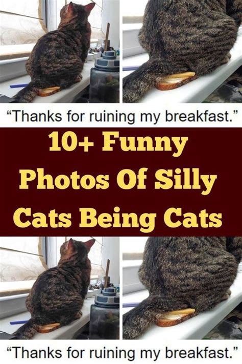 10 Funny Photos Of Silly Cats Being Cats Artofit