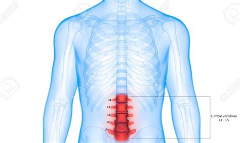 Descubre La Anatomía Lumbar Huesos Ligamentos Y Movimientos