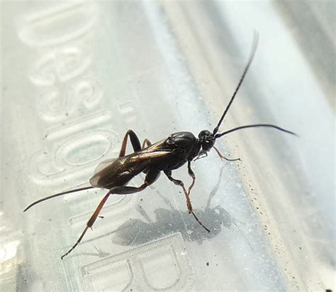 Genus Orgilus Waarnemingnl