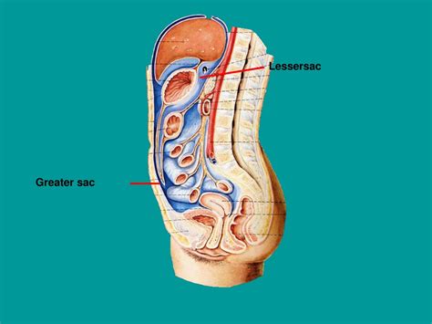 Ppt Understanding Peritoneum Anatomy And Functions Powerpoint