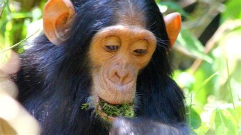 Primate Tool Use Chimpanzees Make Drinking Sticks Bbc News