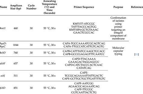 Primer Sequences Anticipated Amplicon Size And Amplification Conditions Download Scientific