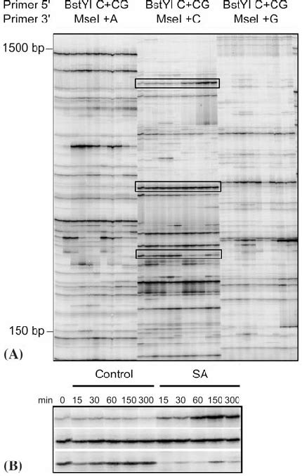 Example Of The Results Obtained With The Cdna Aflp Analysis A