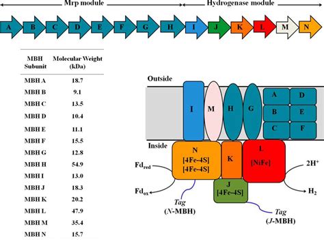 Intact Functional Fourteen Subunit Respiratory Membrane Bound Nife Hydrogenase Complex Of The
